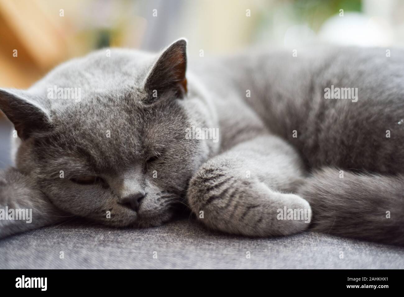 Sleeping restful cat waking up from a nap on favorite chair at home ...