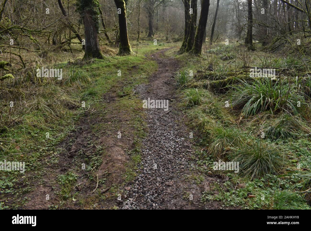Asham wood hi-res stock photography and images - Alamy