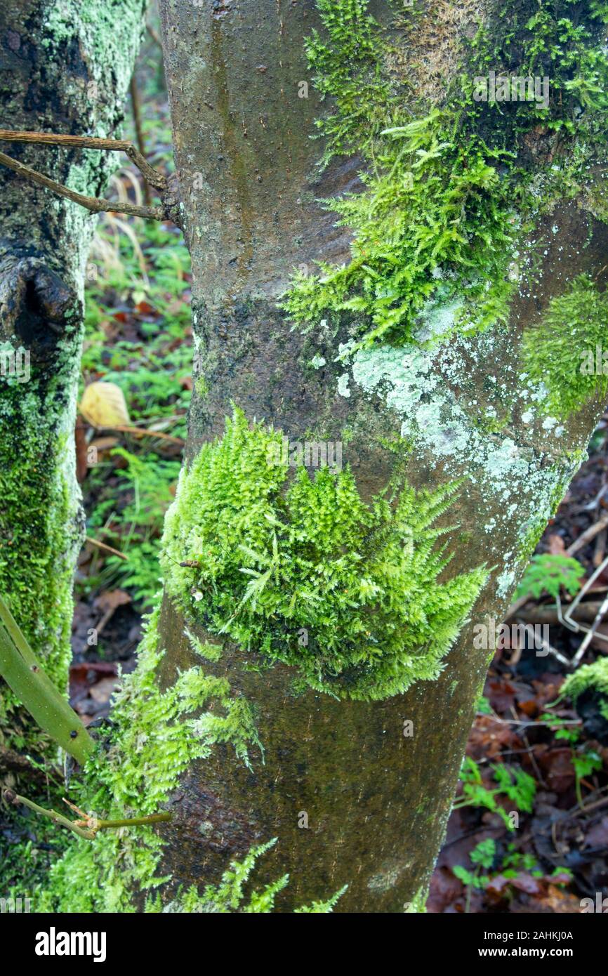 Abstract intimate landscape of moss on wet tree stump during a wet ...