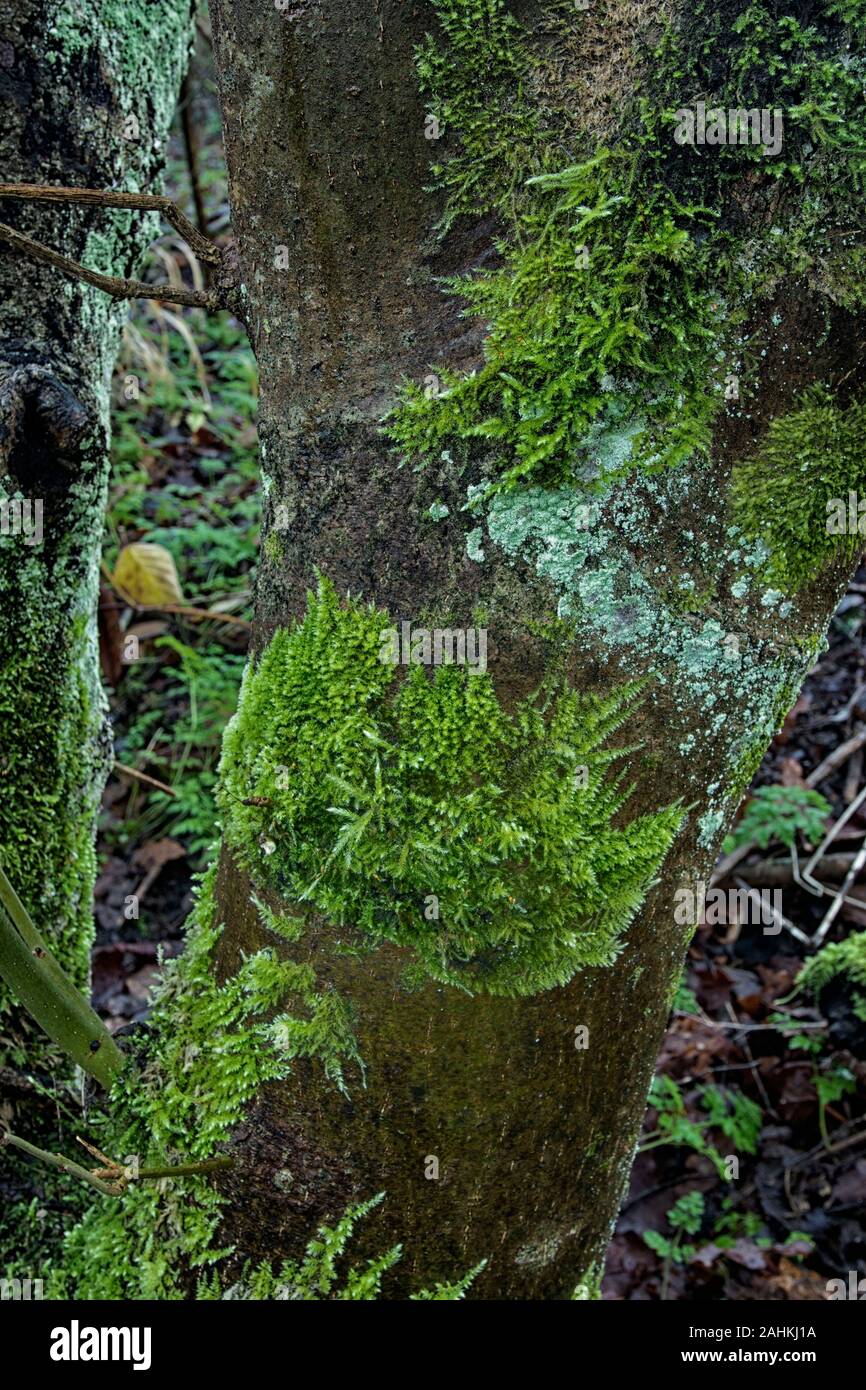 Threadlike Rhizoids High Resolution Stock Photography and Images - Alamy Threadlike Rhizoids High Resolution Stock Photography and Images - Alamy