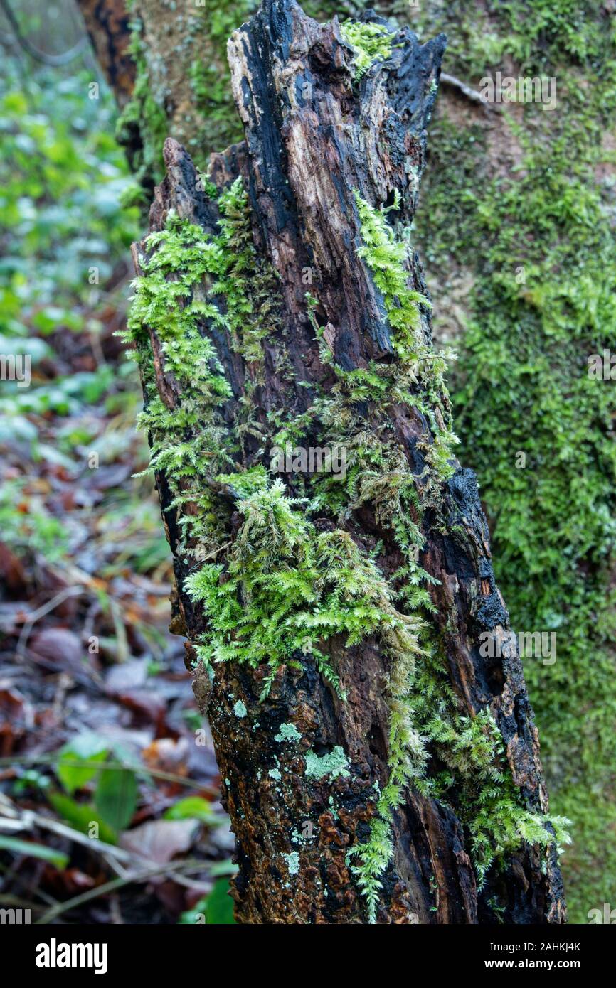 Abstract intimate landscape of moss on wet tree stump during a wet ...