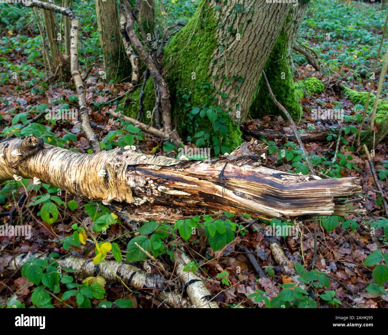Thrusting tree trunk natural landscape Stock Photo - Alamy
