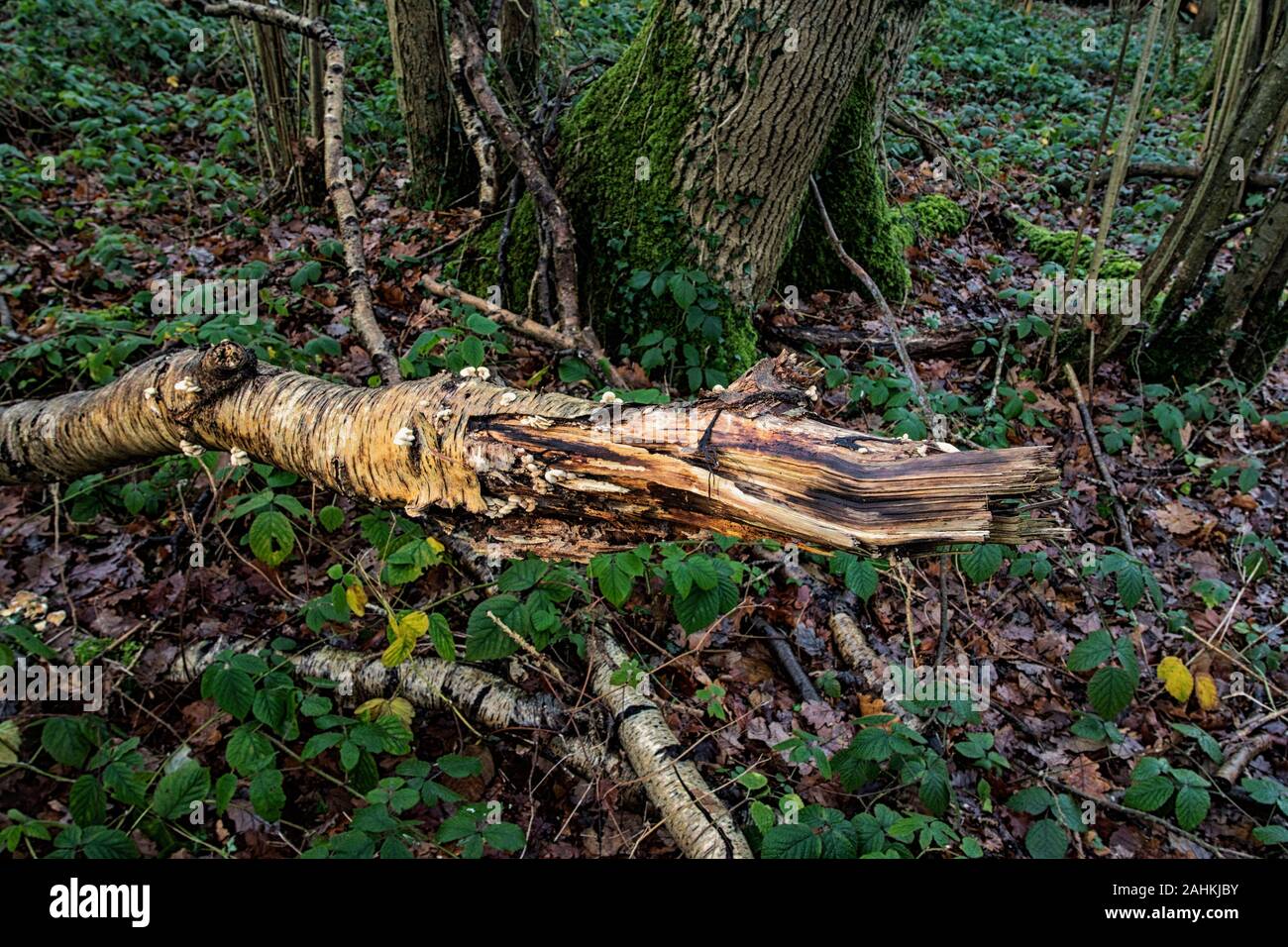 Thrusting tree trunk natural landscape Stock Photo - Alamy