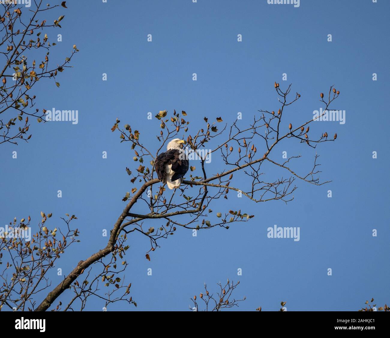 Adult bald eagle in tree hi-res stock photography and images - Alamy