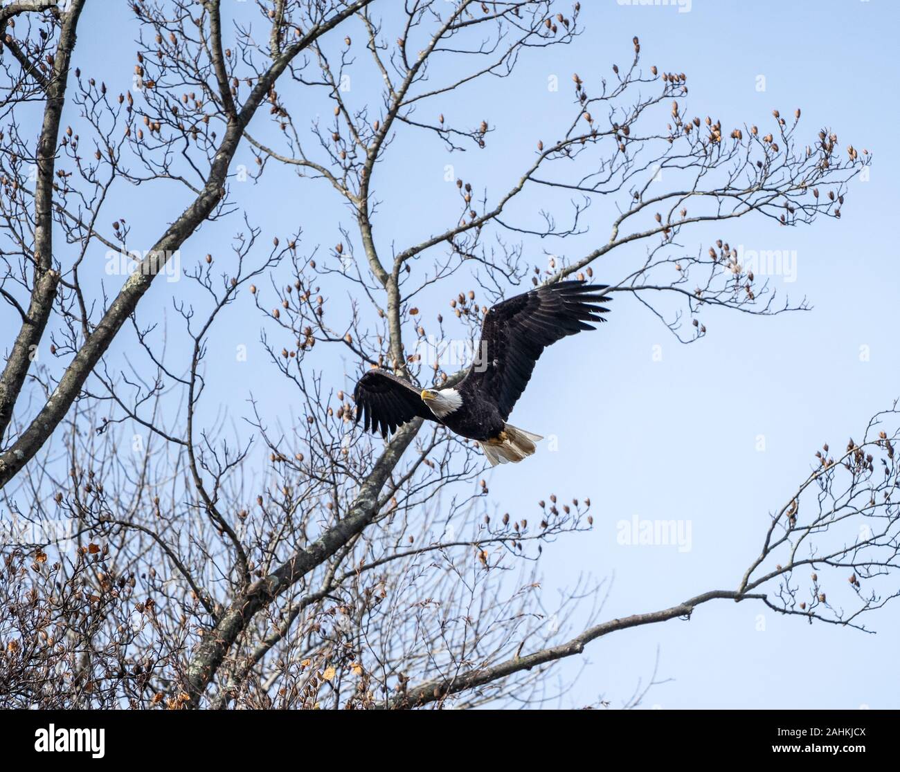 Eagle sky blue hi-res stock photography and images - Alamy