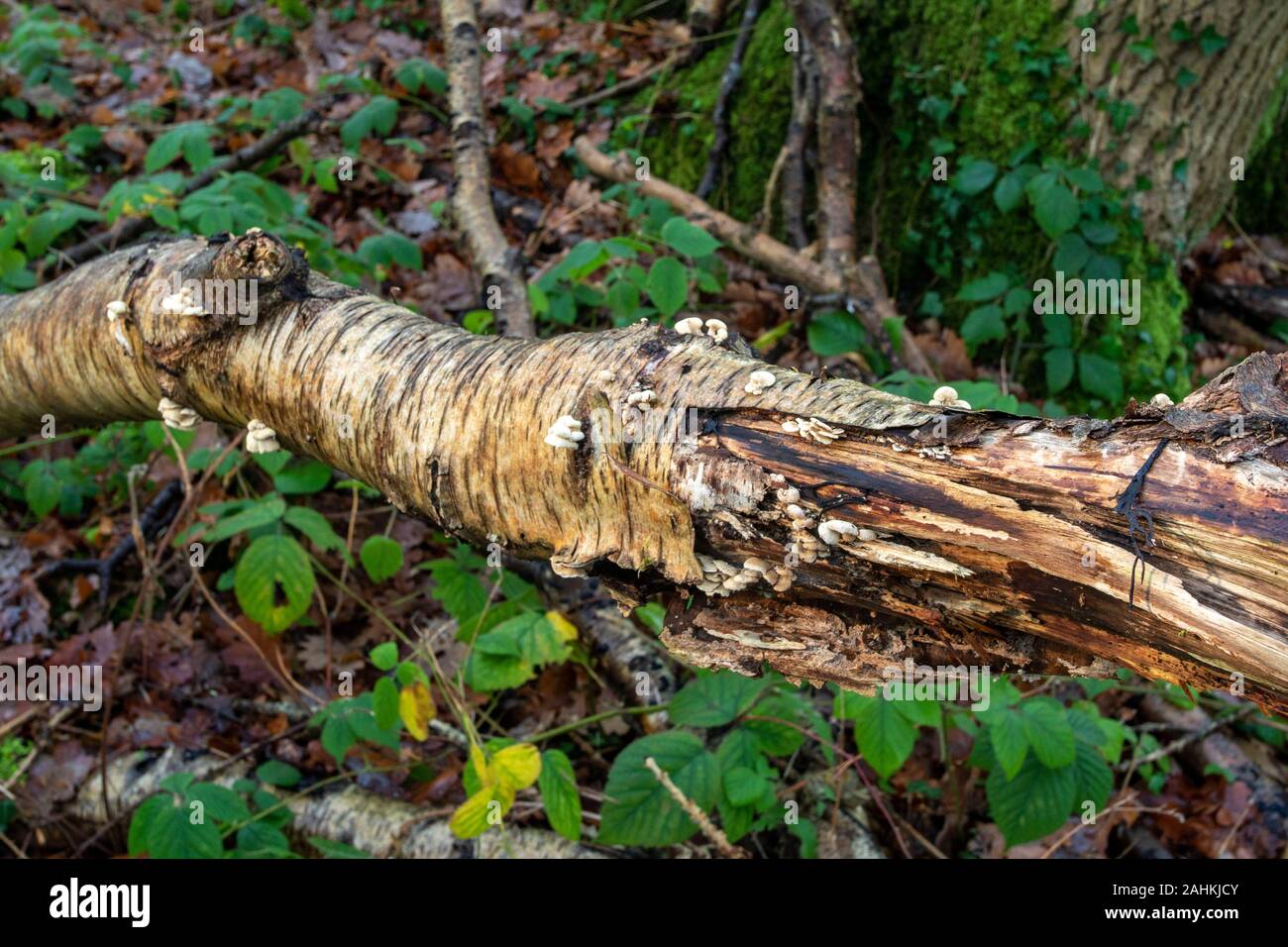 The minds eye tree hi-res stock photography and images - Alamy
