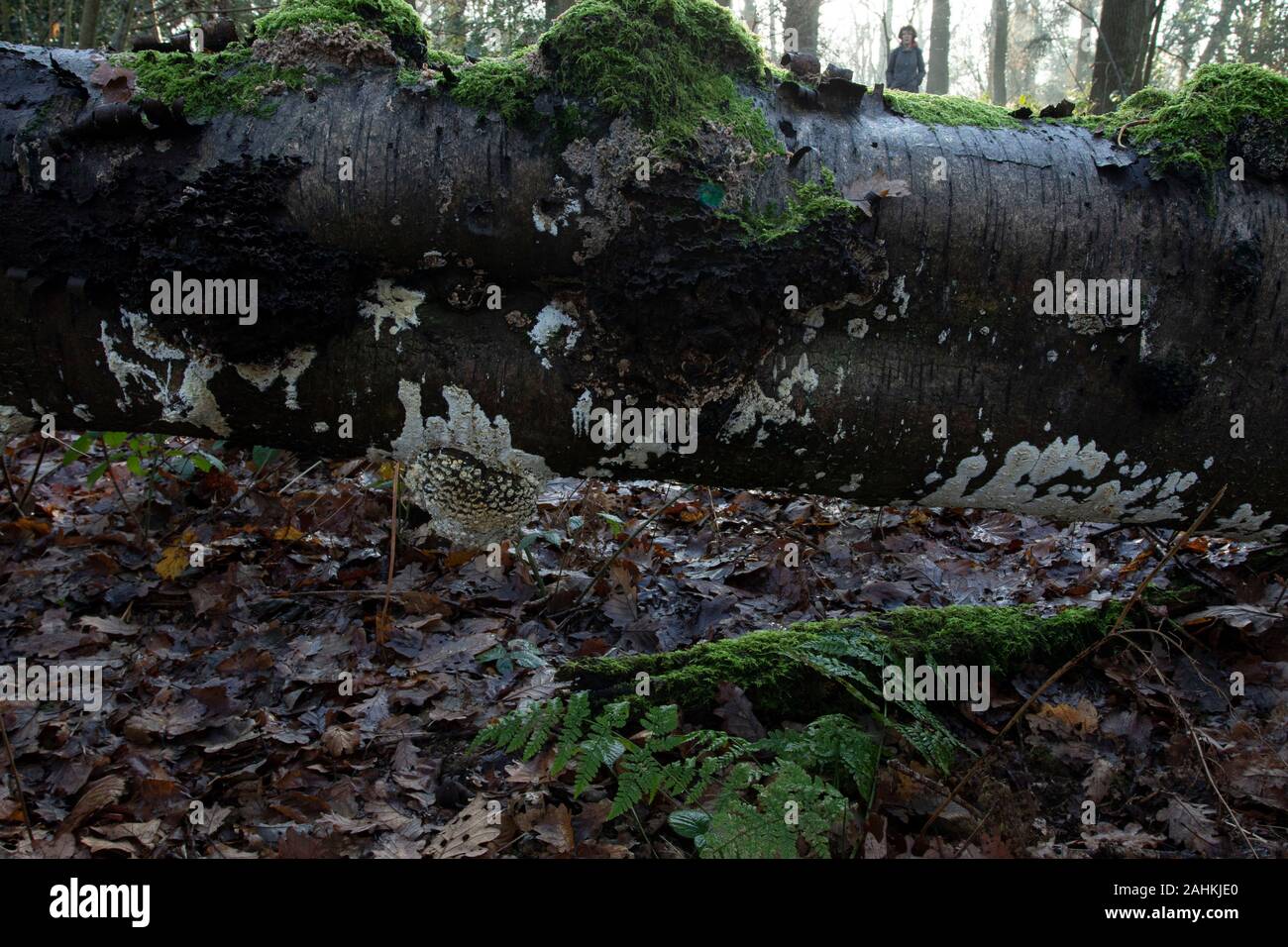 Fallen log decaying on woodland floor with decaying leaves and fern ...