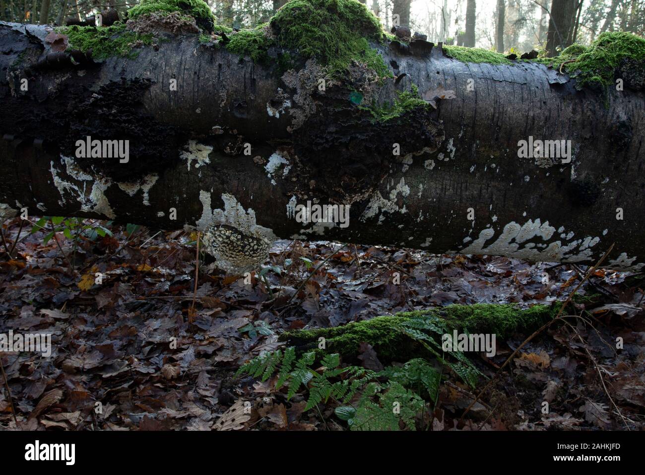 Fallen log decaying on woodland floor with decaying leaves and fern ...