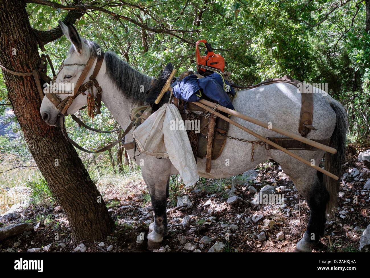 Trail maintenance mule on the hiking trail in Valle delle Ferriere ...