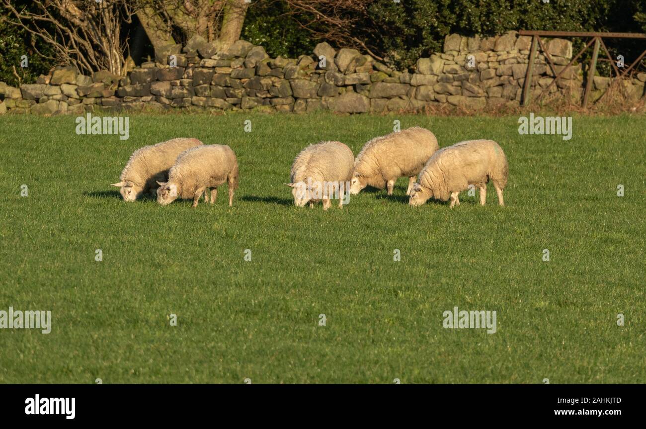 Five sheep grazing in a Yorkshire field in winter sunshine Stock Photo ...