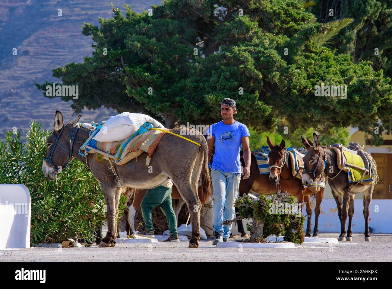 Donkeys carrying cargo in Oia, Santorini, Greece Stock Photo - Alamy
