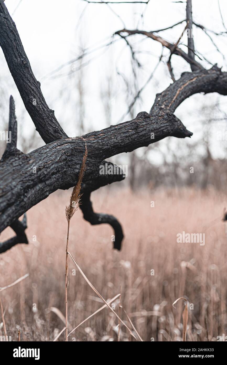 Carbonized tree after a fire. Stock photo a gloomy tree, close-up Stock ...