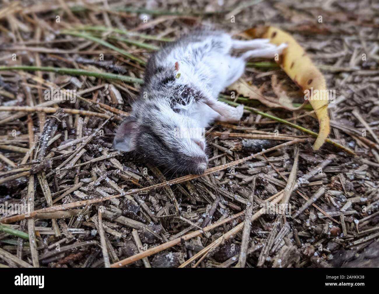 Dead Mouse on Pine Needles with White Stomach Stock Photo - Alamy