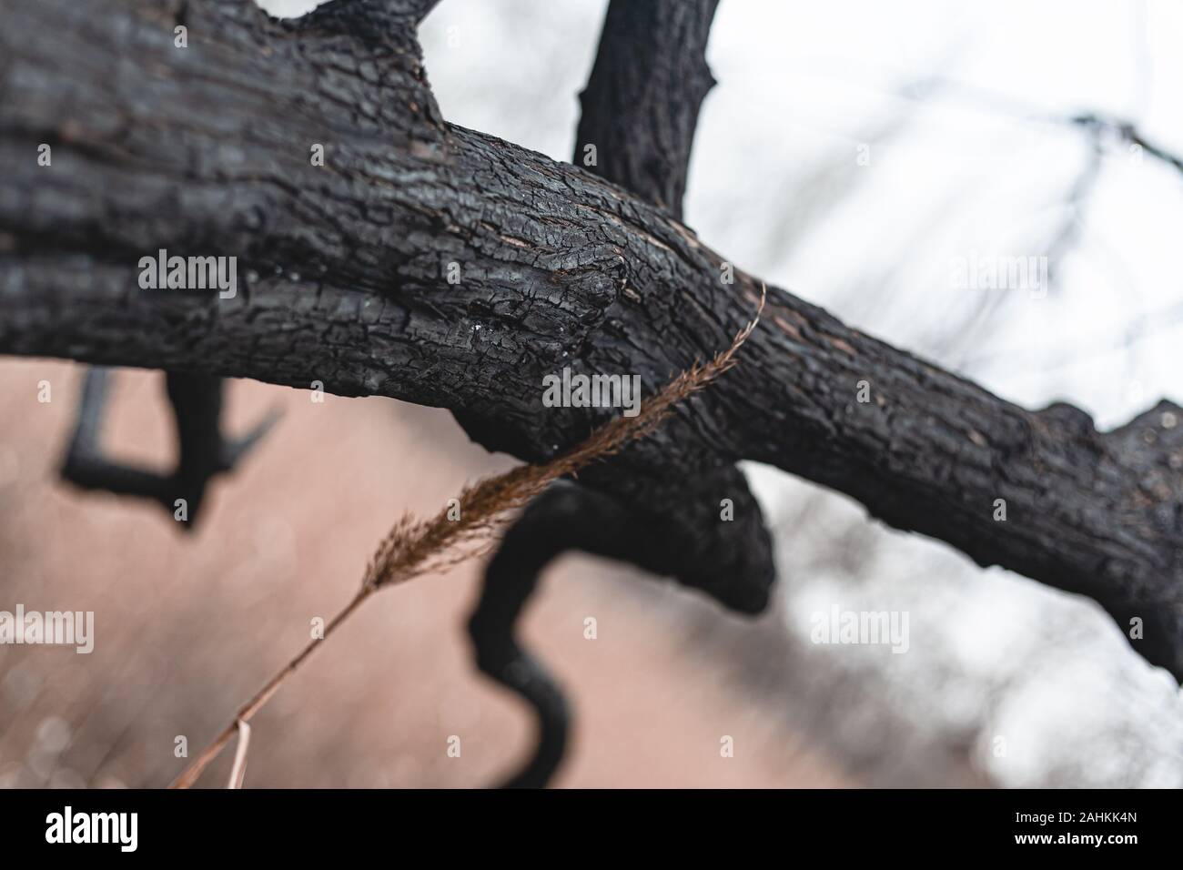 Carbonized tree hi-res stock photography and images - Alamy
