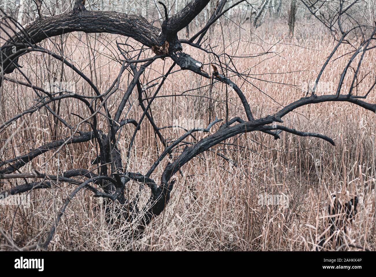 Carbonized tree after a fire. Stock photo a gloomy tree, close-up Stock ...