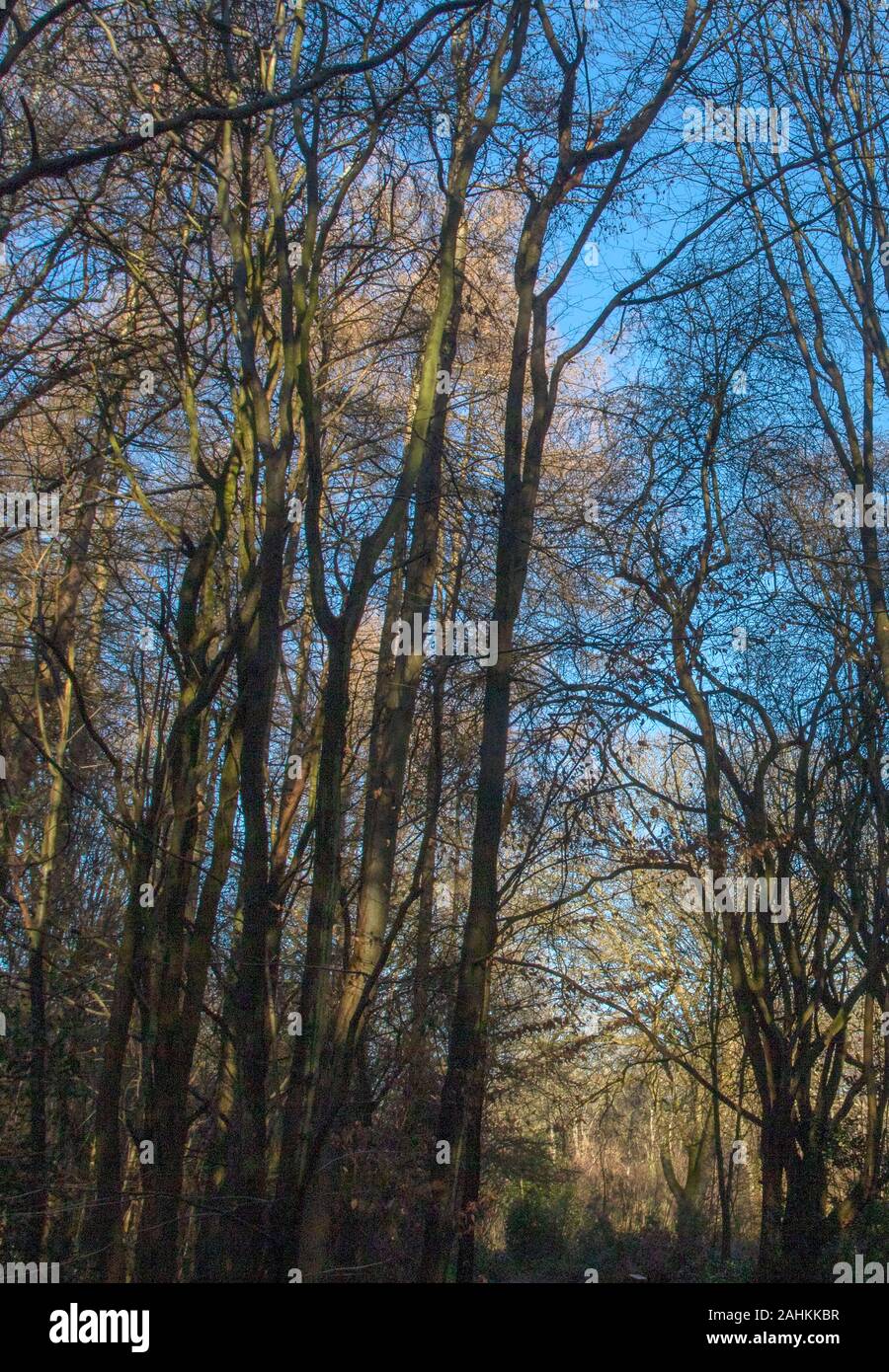 Winter woodland with blue sky looking up through skeletal trees ...