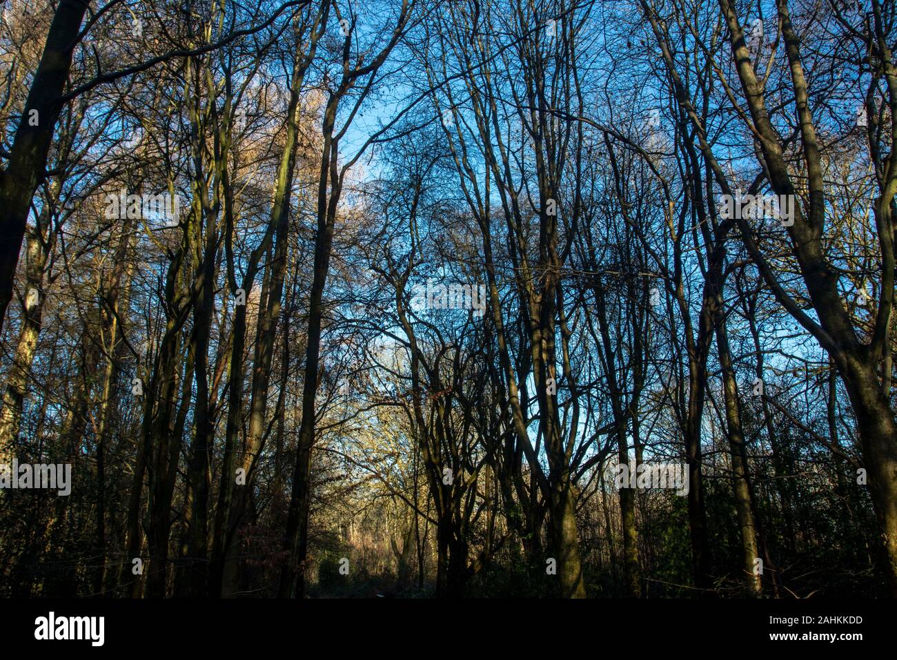Winter woodland with blue sky looking up through skeletal trees ...