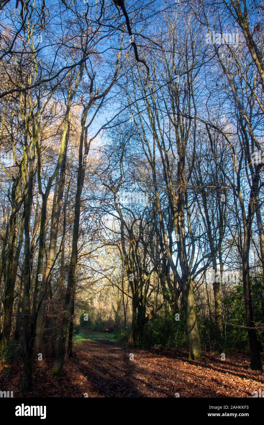 Winter woodland with blue sky looking up through skeletal trees ...