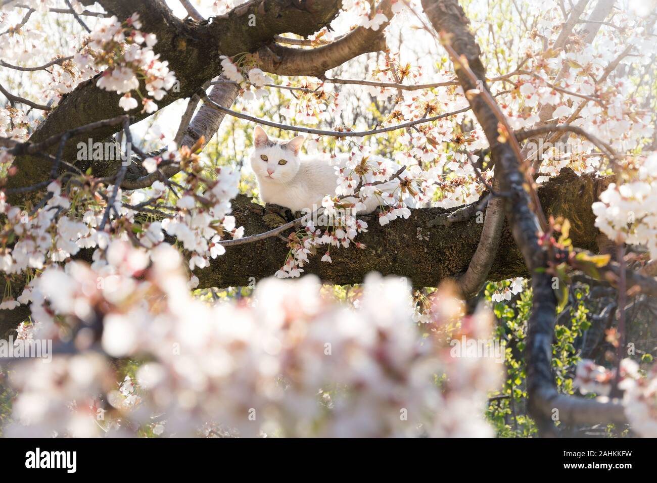 Domestic cat cherry tree hi-res stock photography and images - Alamy
