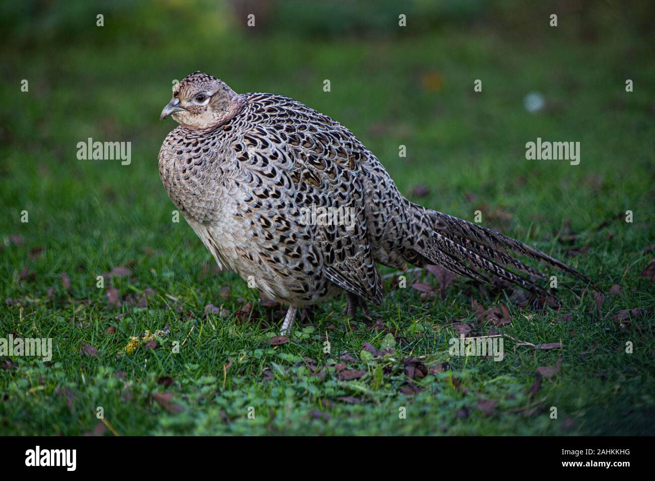 Female Common Pheasant (Hen) Phasianus colchicus Stock Photo - Alamy