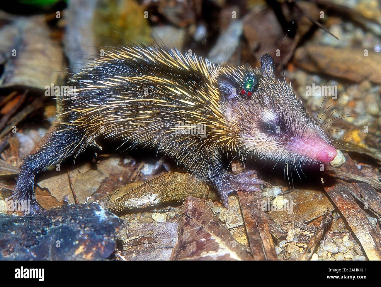 Tenrec Madagascar High Resolution Stock Photography and Images - Alamy