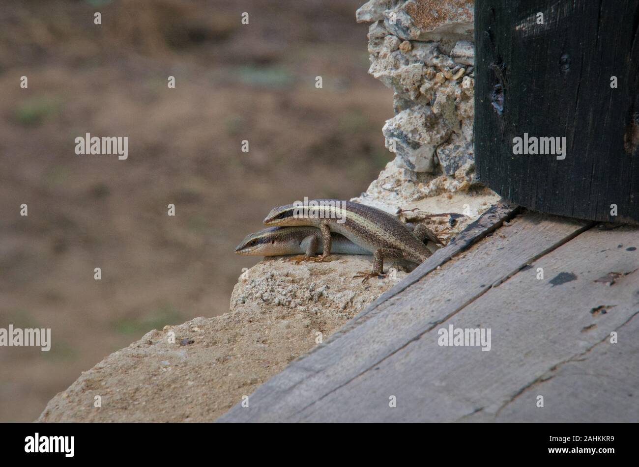 Reptile mating hi-res stock photography and images - Alamy