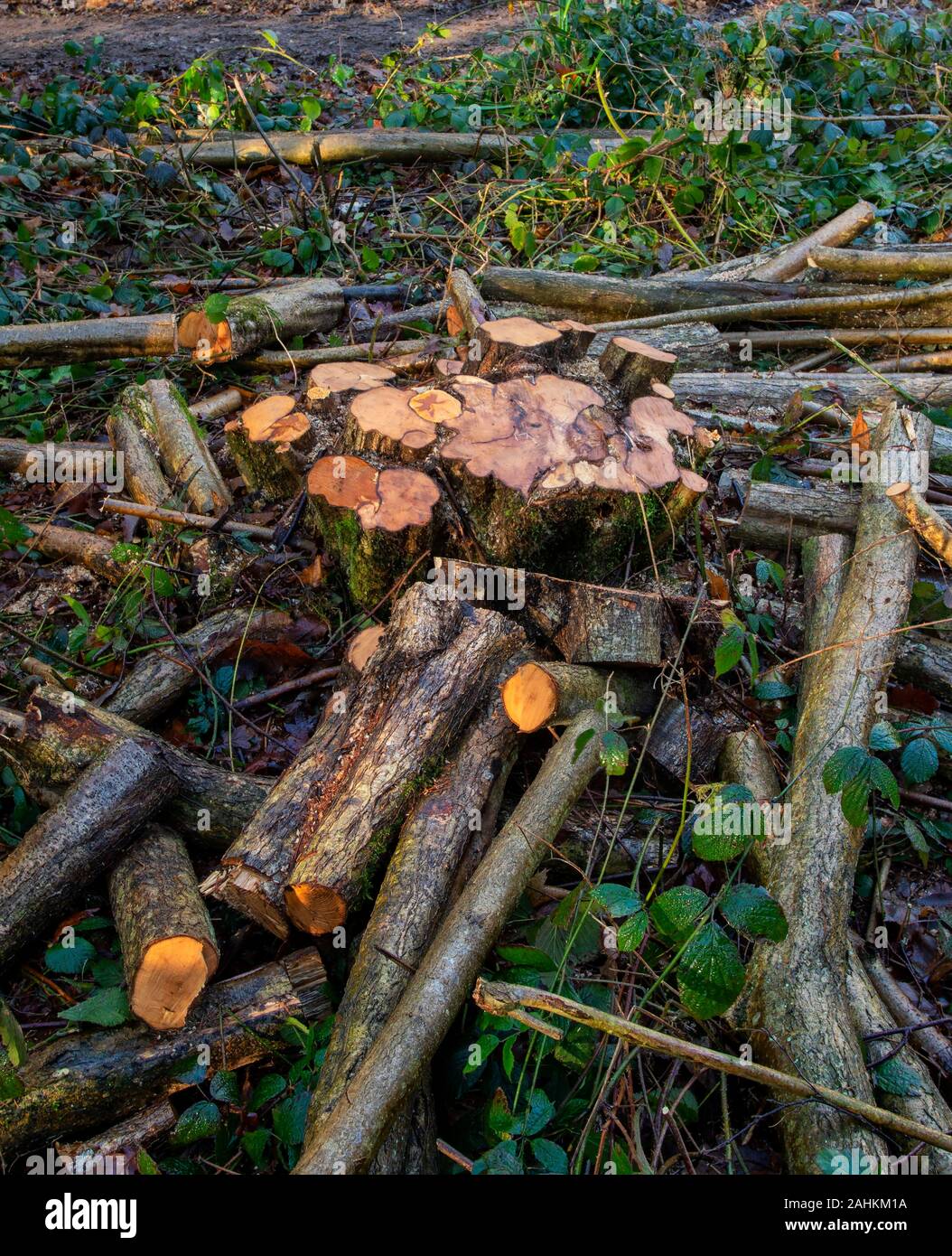 Careful habitat management hi-res stock photography and images - Alamy