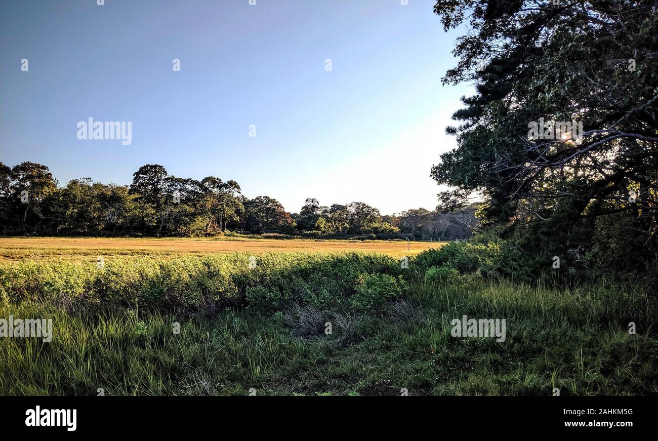 Marsh grass cape cod hi-res stock photography and images - Alamy