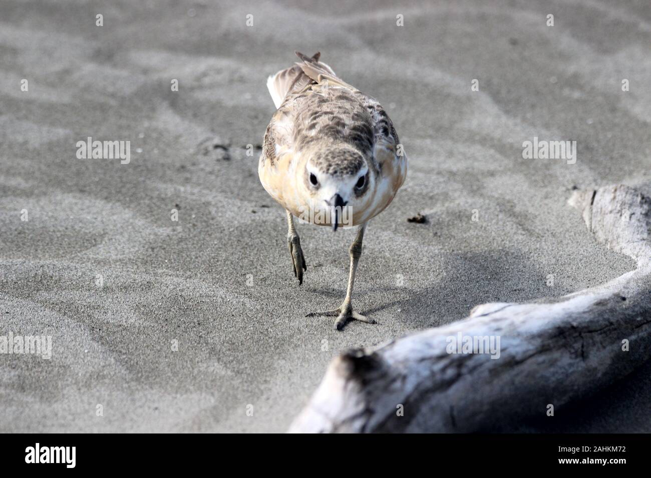 Plover distraction display hi-res stock photography and images - Alamy