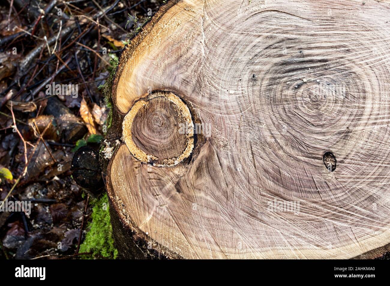 Abstract natural patterns of tree rings on a managed tree stump with ...