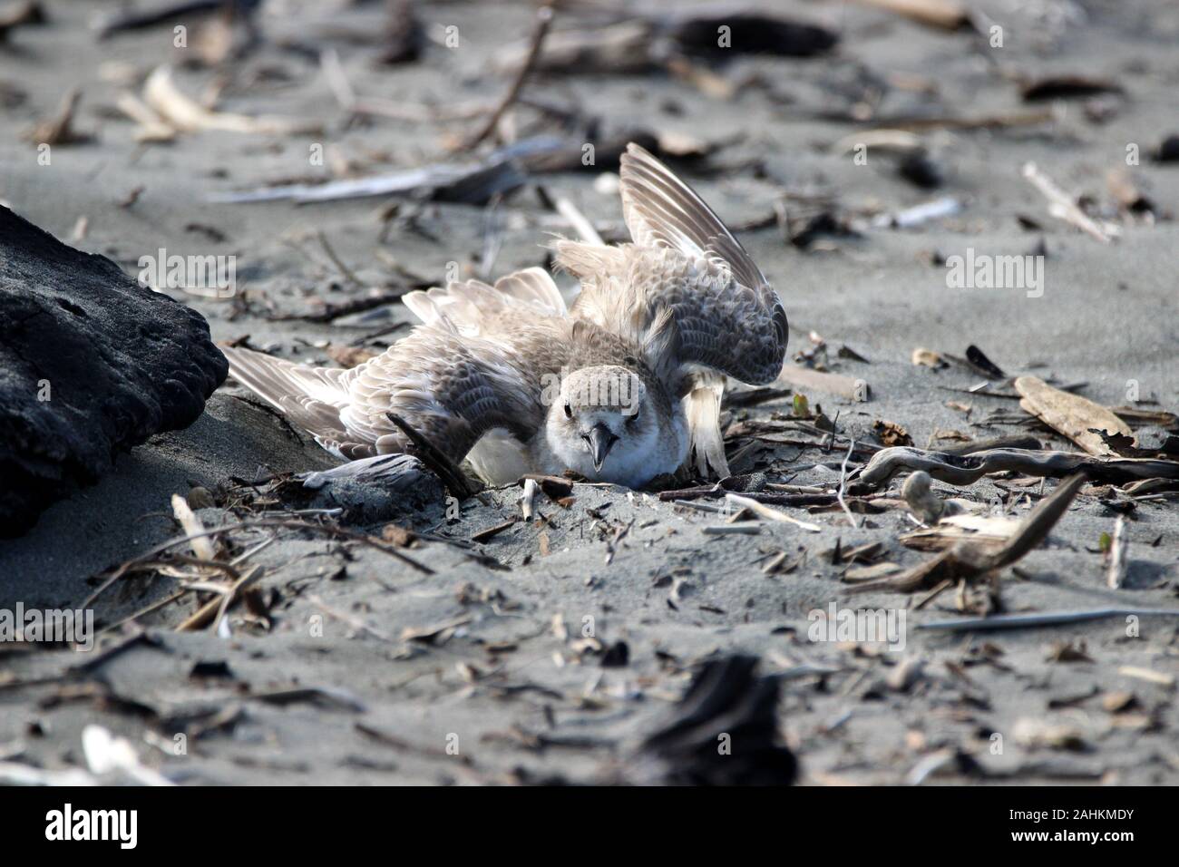 Broken wing display hi-res stock photography and images - Alamy