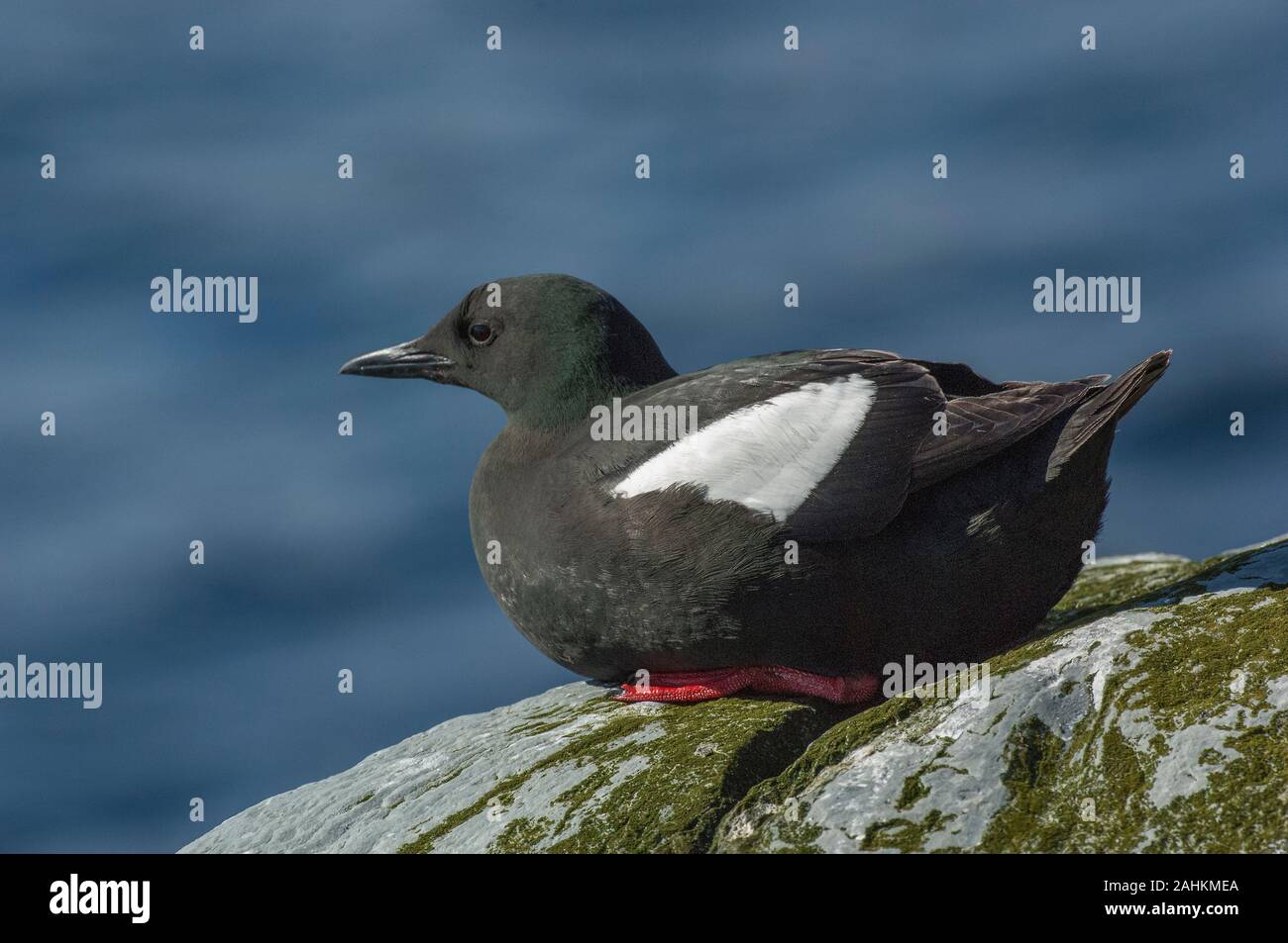 Black guillemot picture hi-res stock photography and images - Alamy