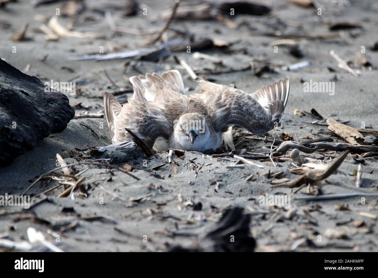 Plover distraction display hi-res stock photography and images - Alamy