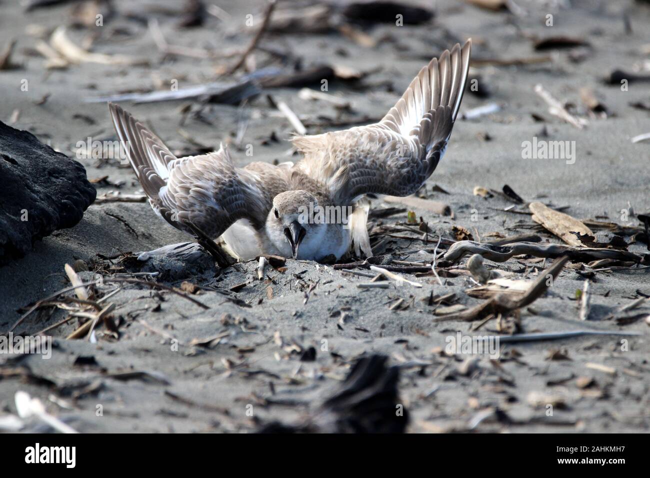 Dotterel broken wing display Stock Photo - Alamy