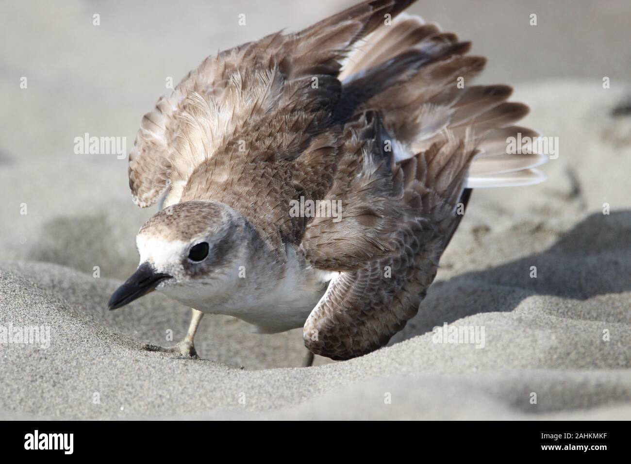 Broken Wing Display High Resolution Stock Photography and Images - Alamy