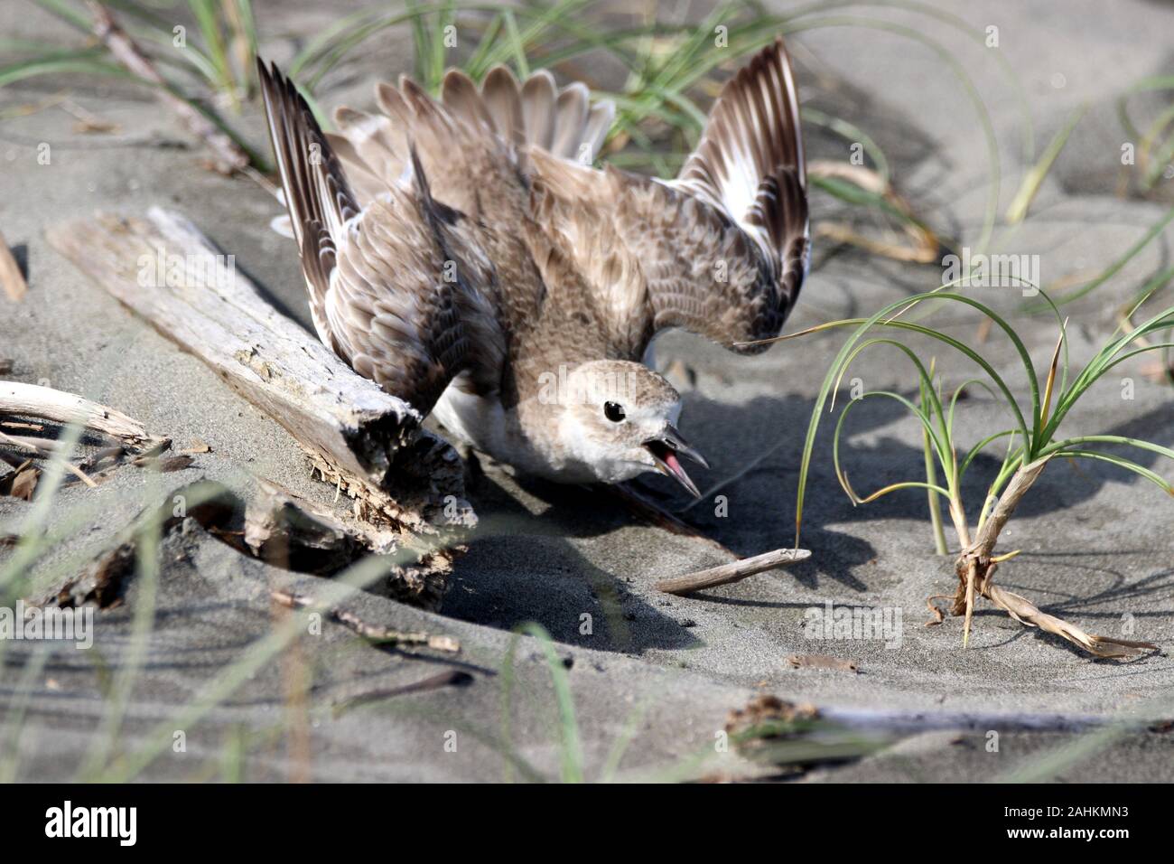 Broken wing behaviour hi-res stock photography and images - Alamy