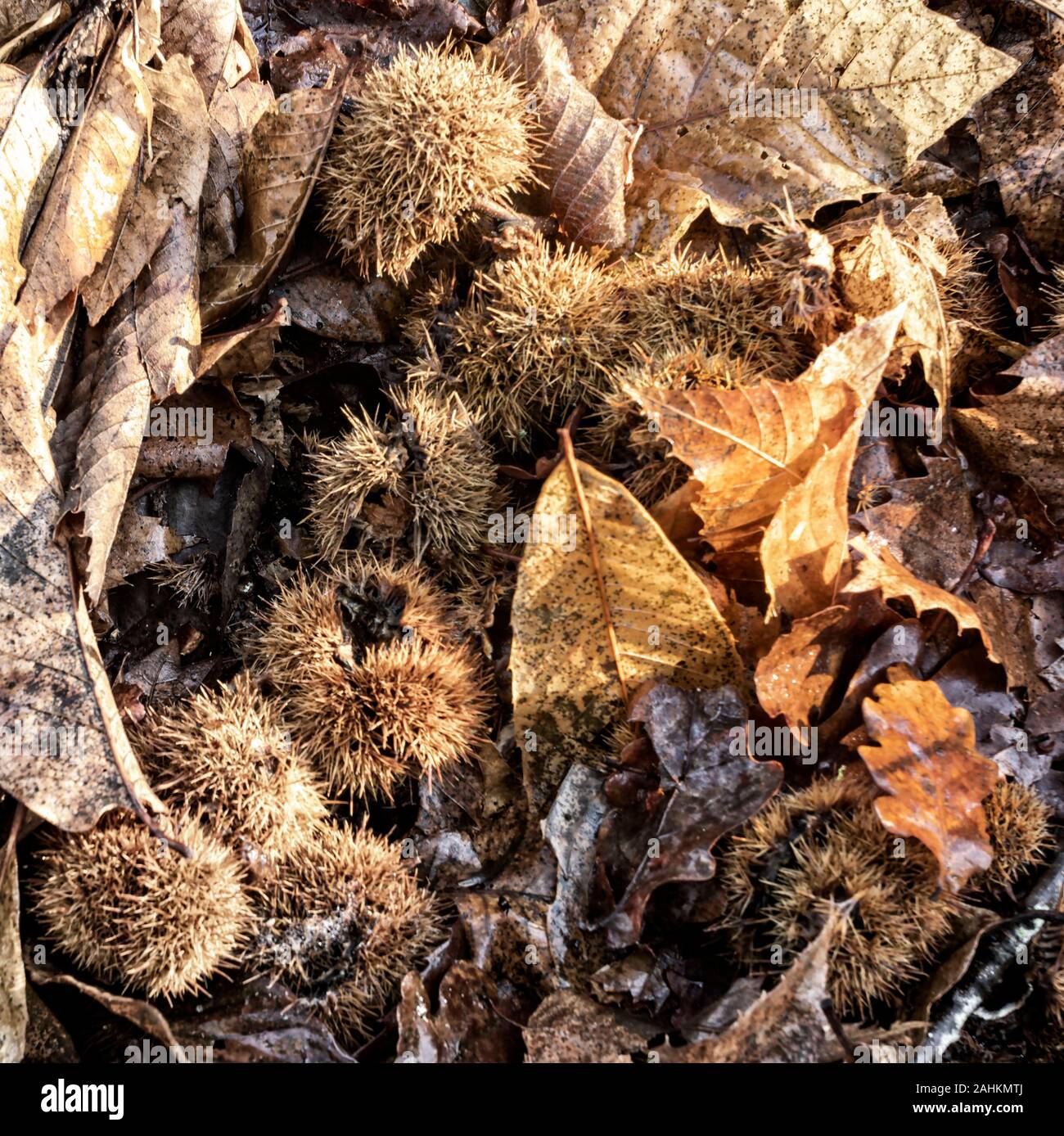 Chestnuts tree foliage winter hi-res stock photography and images - Alamy