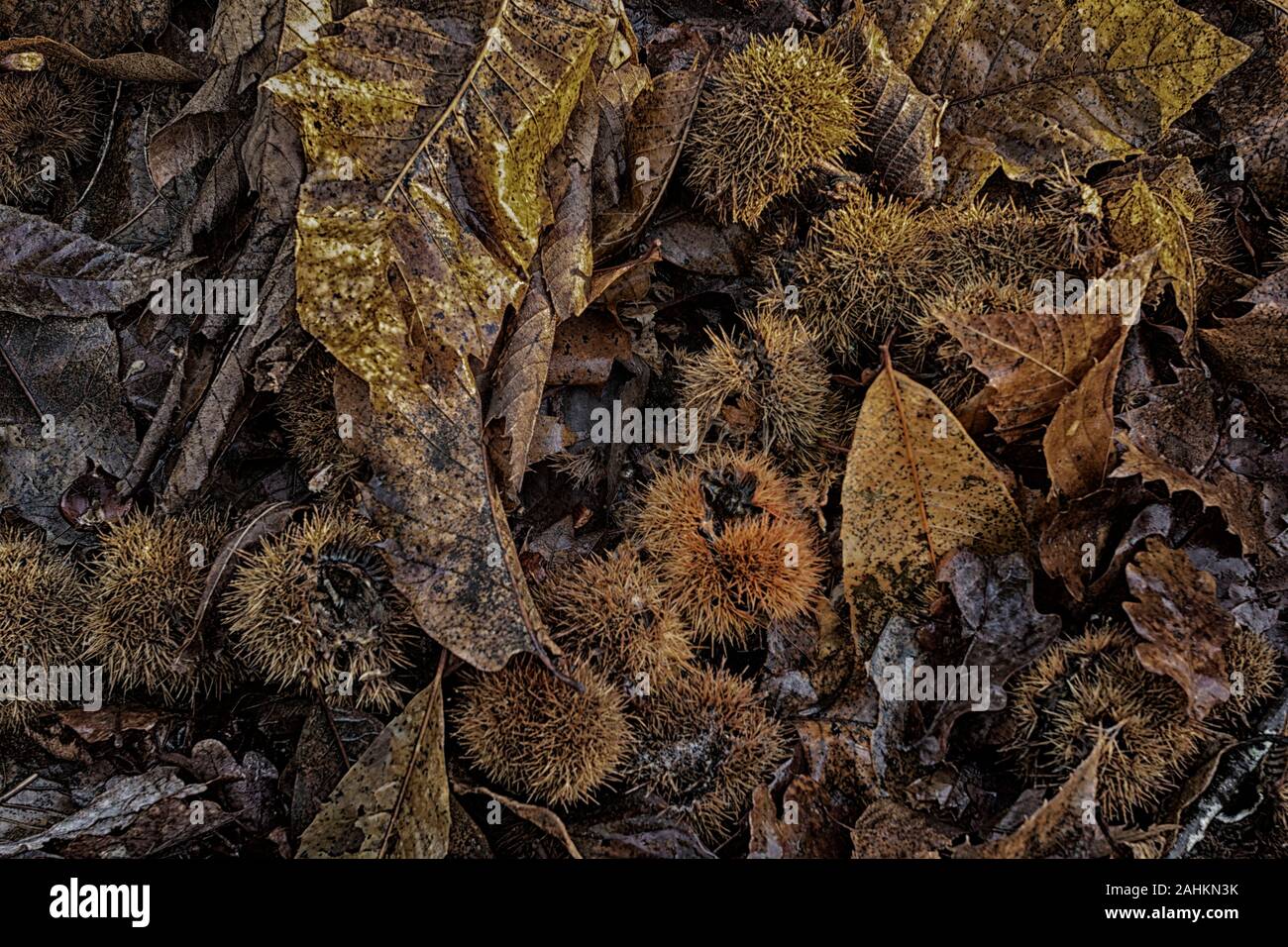 Chestnuts tree foliage winter hi-res stock photography and images - Alamy