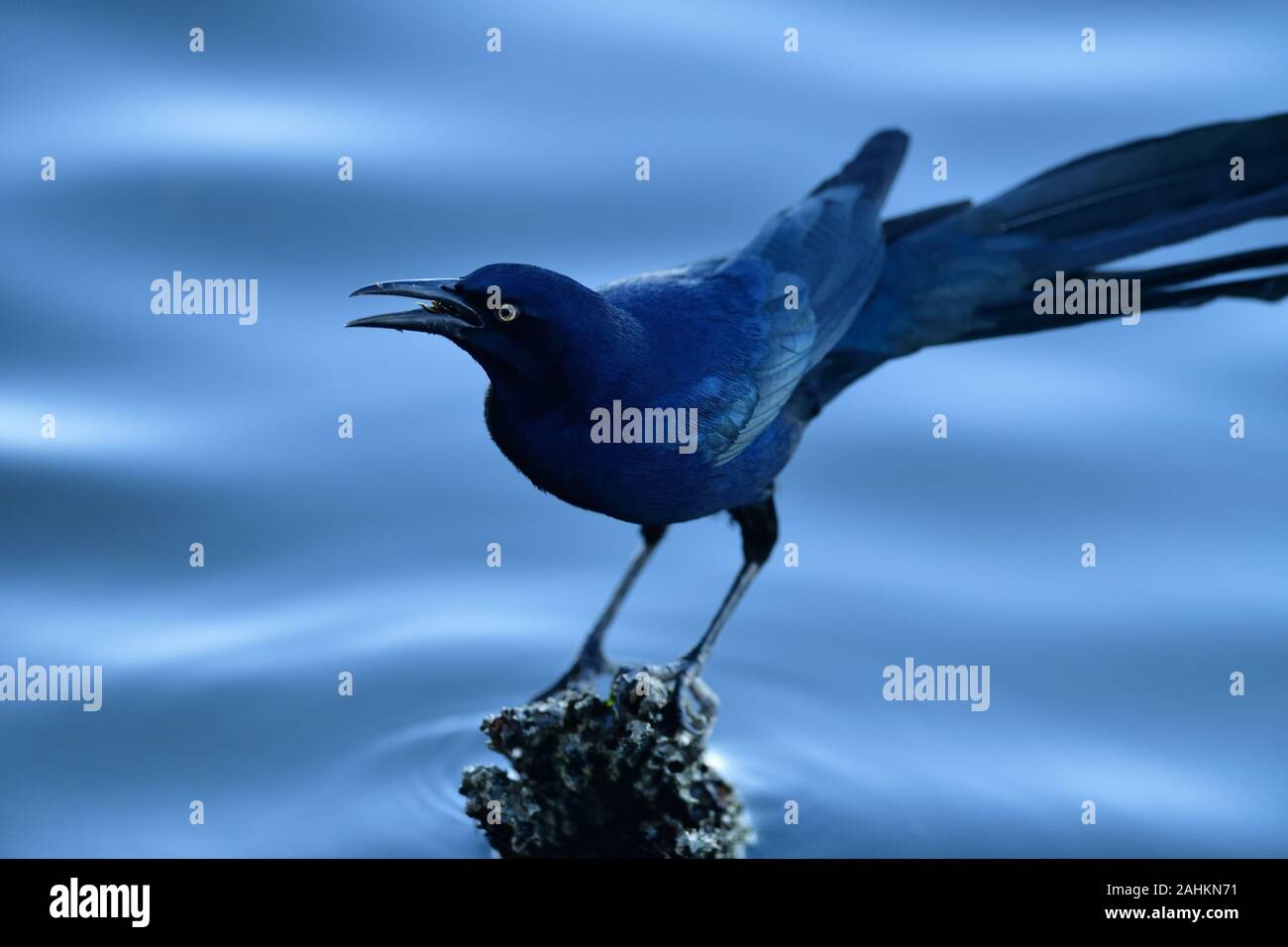 Great Tailed Grackle Stock Photo - Alamy