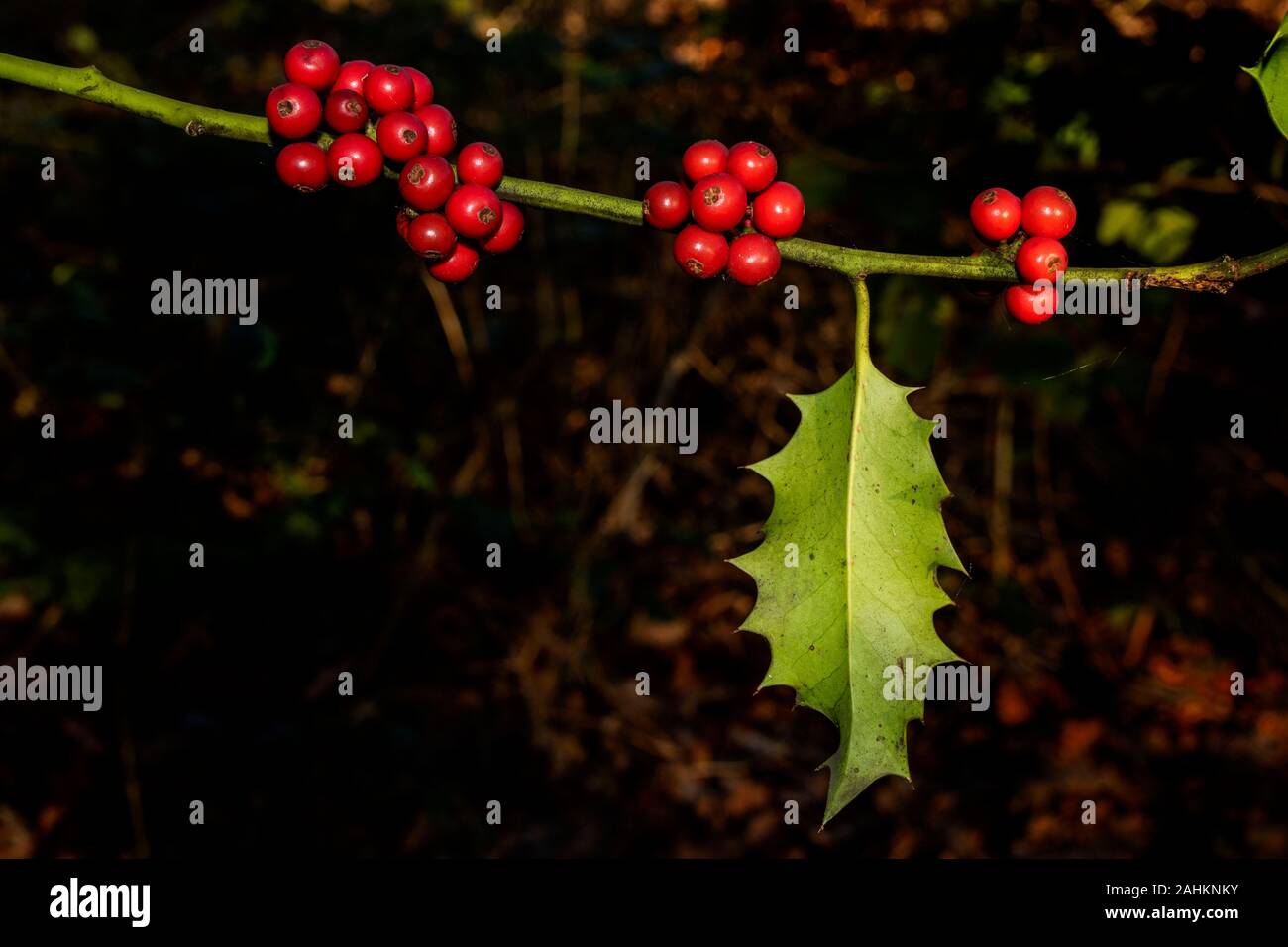 Class c invasive plant hi-res stock photography and images - Alamy