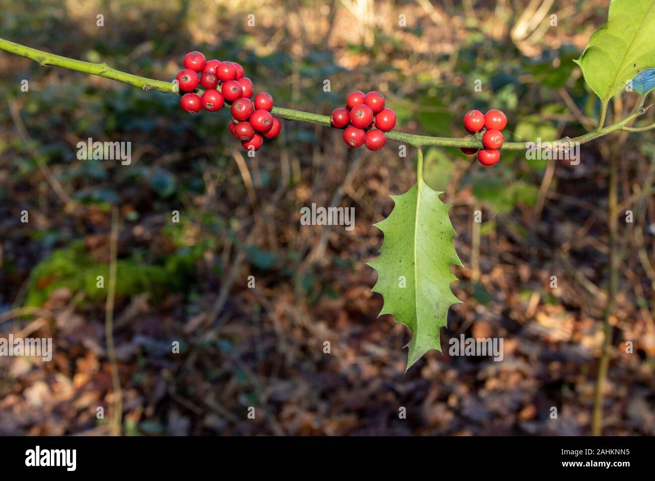 Class c invasive plant hi-res stock photography and images - Alamy