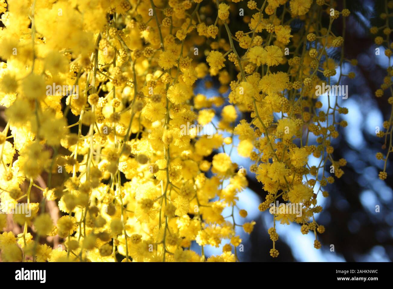 firstfruits of a fragrant yellow mimosa plant that bloomed before ...