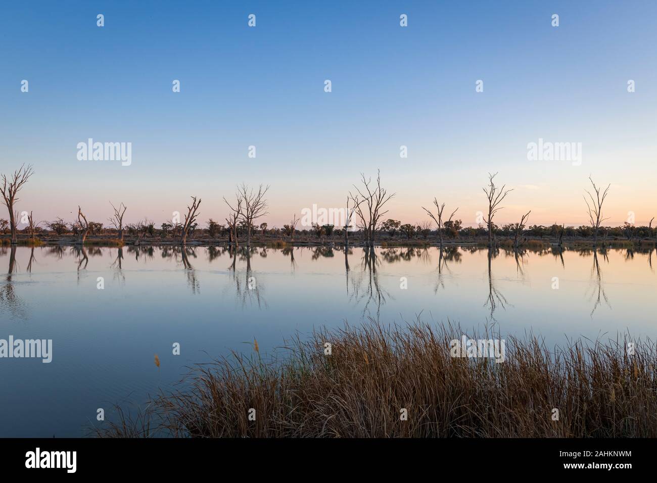 Stark bare trees and reeds reflect in water along the Murray River at ...