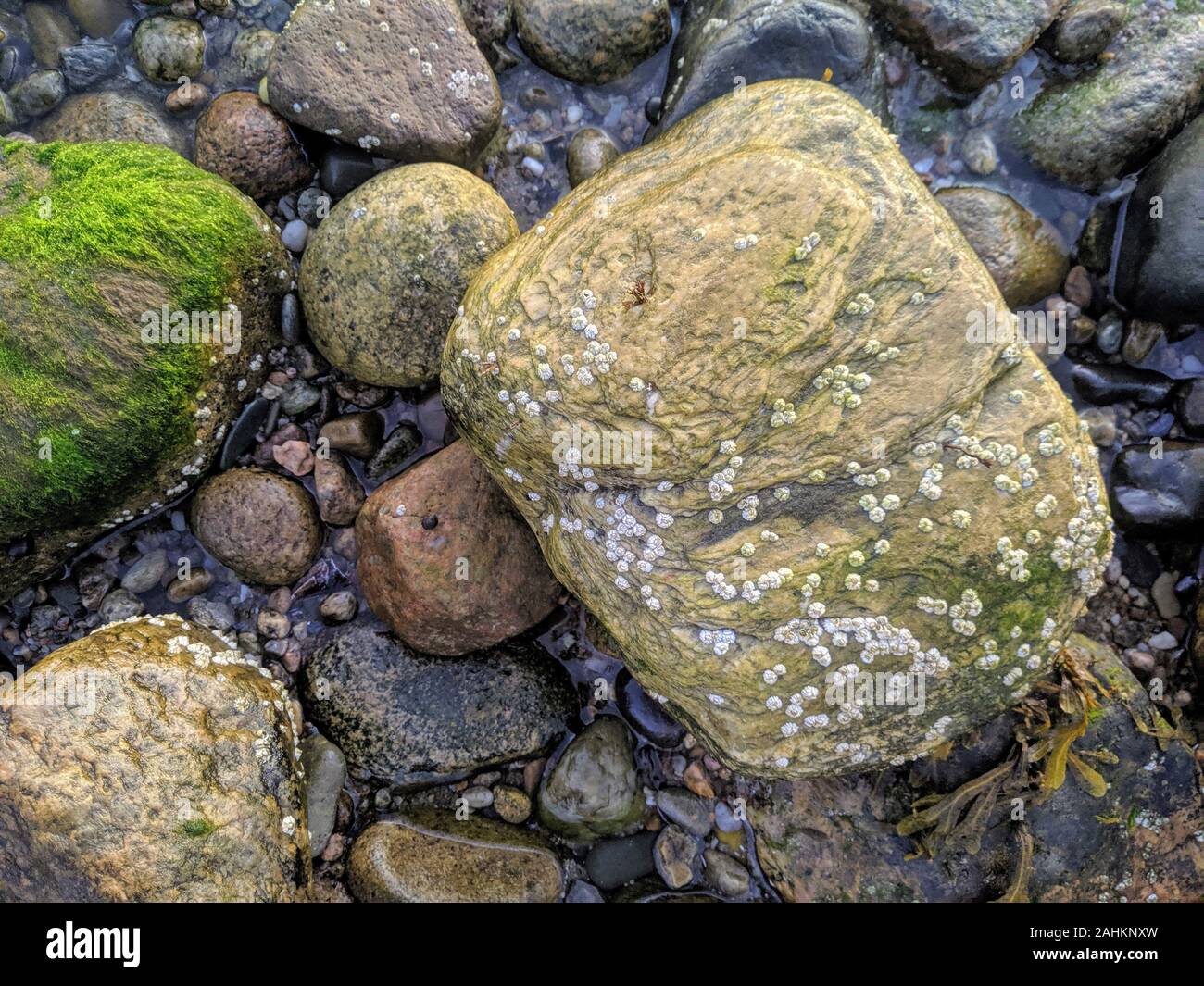 Seaweed Growing on a Rock at Sunrise with Barnacles Stock Photo - Alamy
