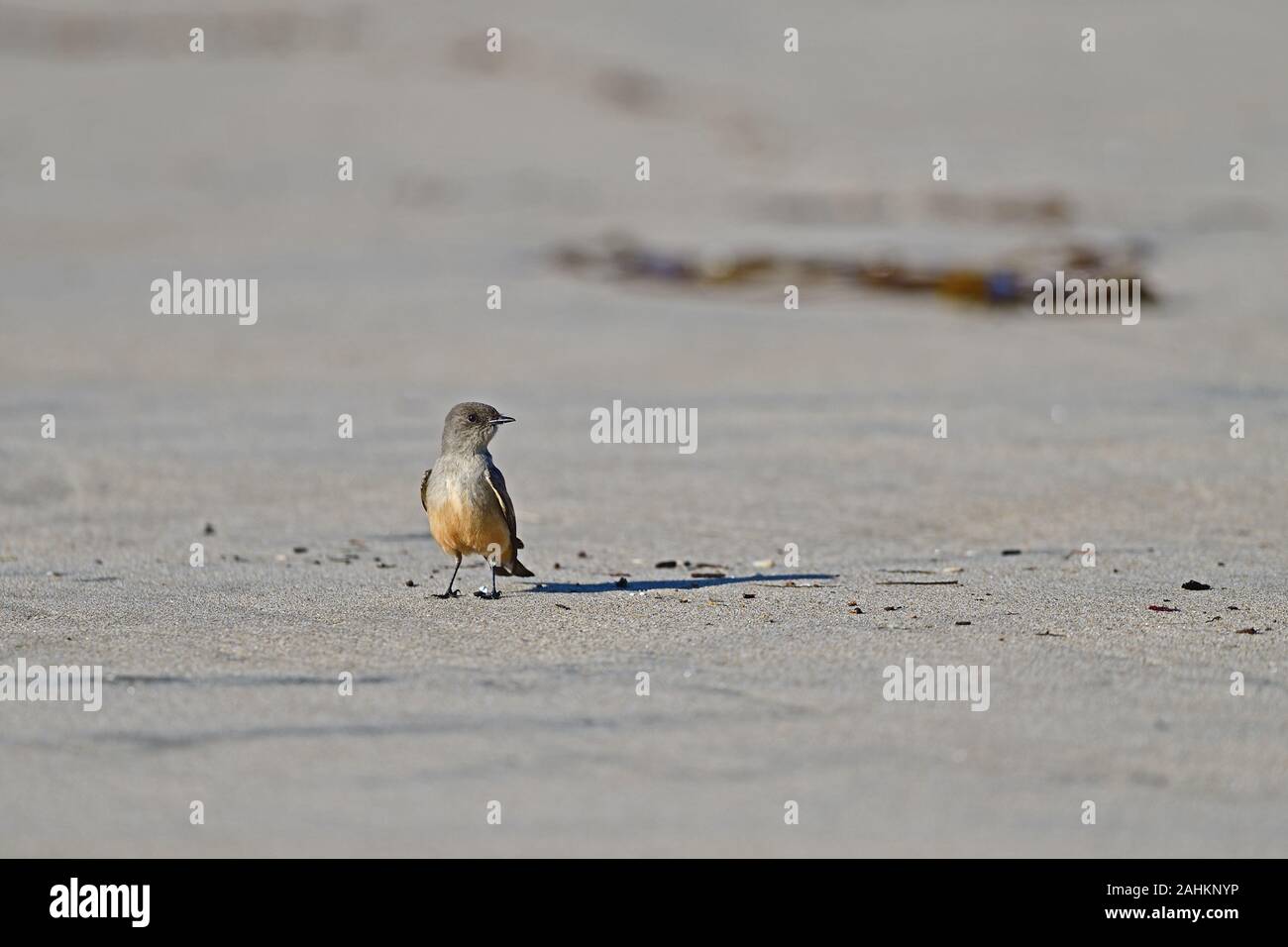 A Robin on a Sandy Beach Stock Photo - Alamy