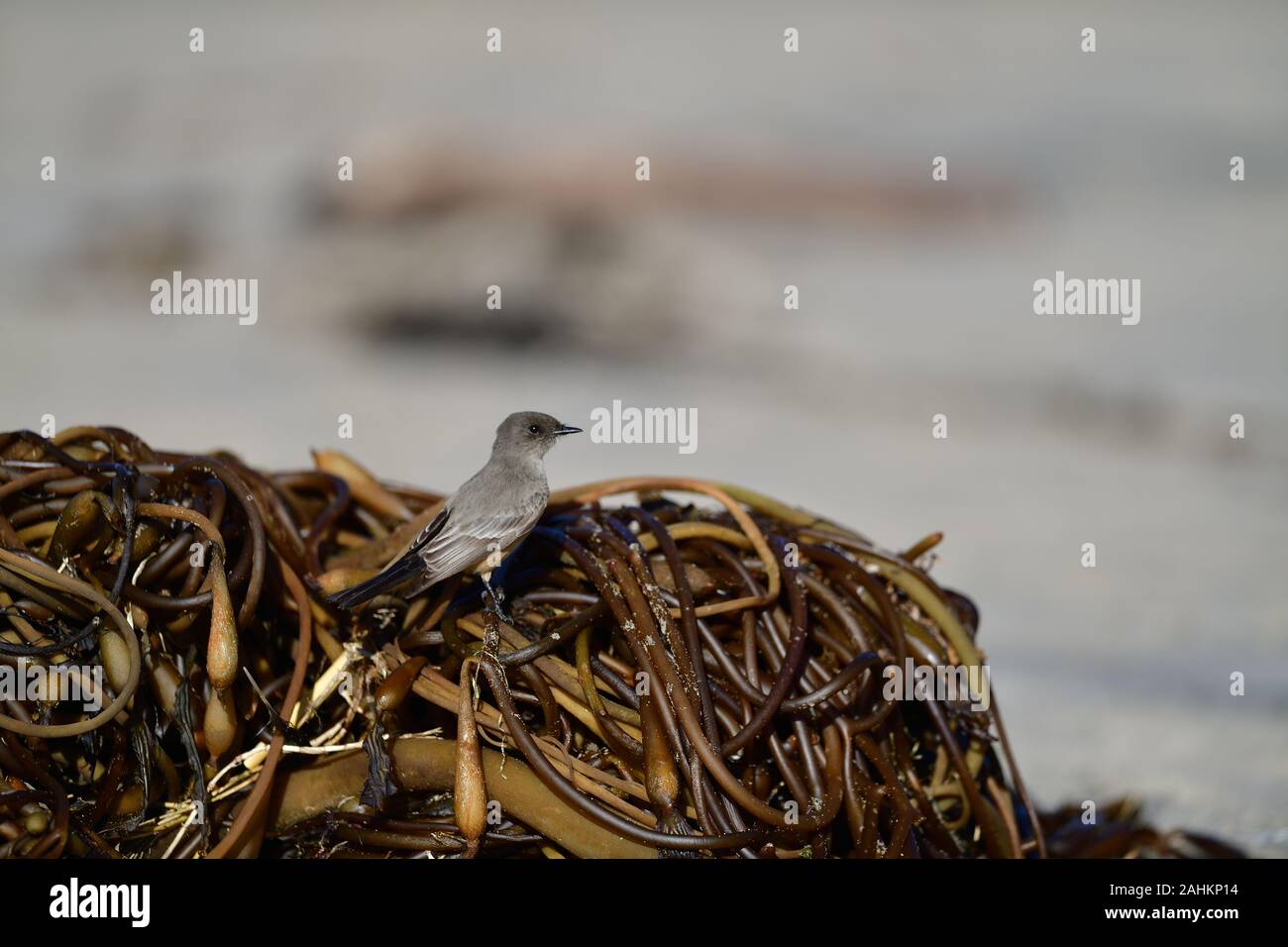 A Robin on a Sandy Beach Stock Photo - Alamy