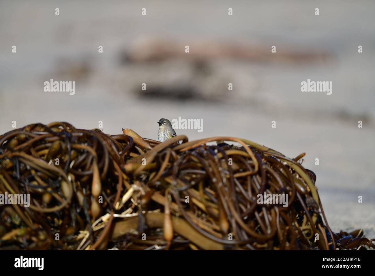 A Robin on a Sandy Beach Stock Photo - Alamy
