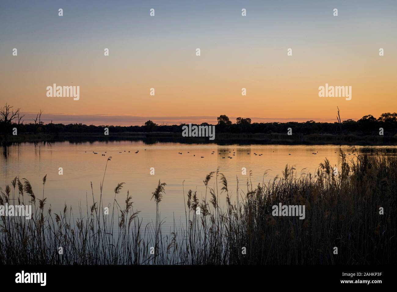 Stark bare trees and reeds reflect in water along the Murray River at ...