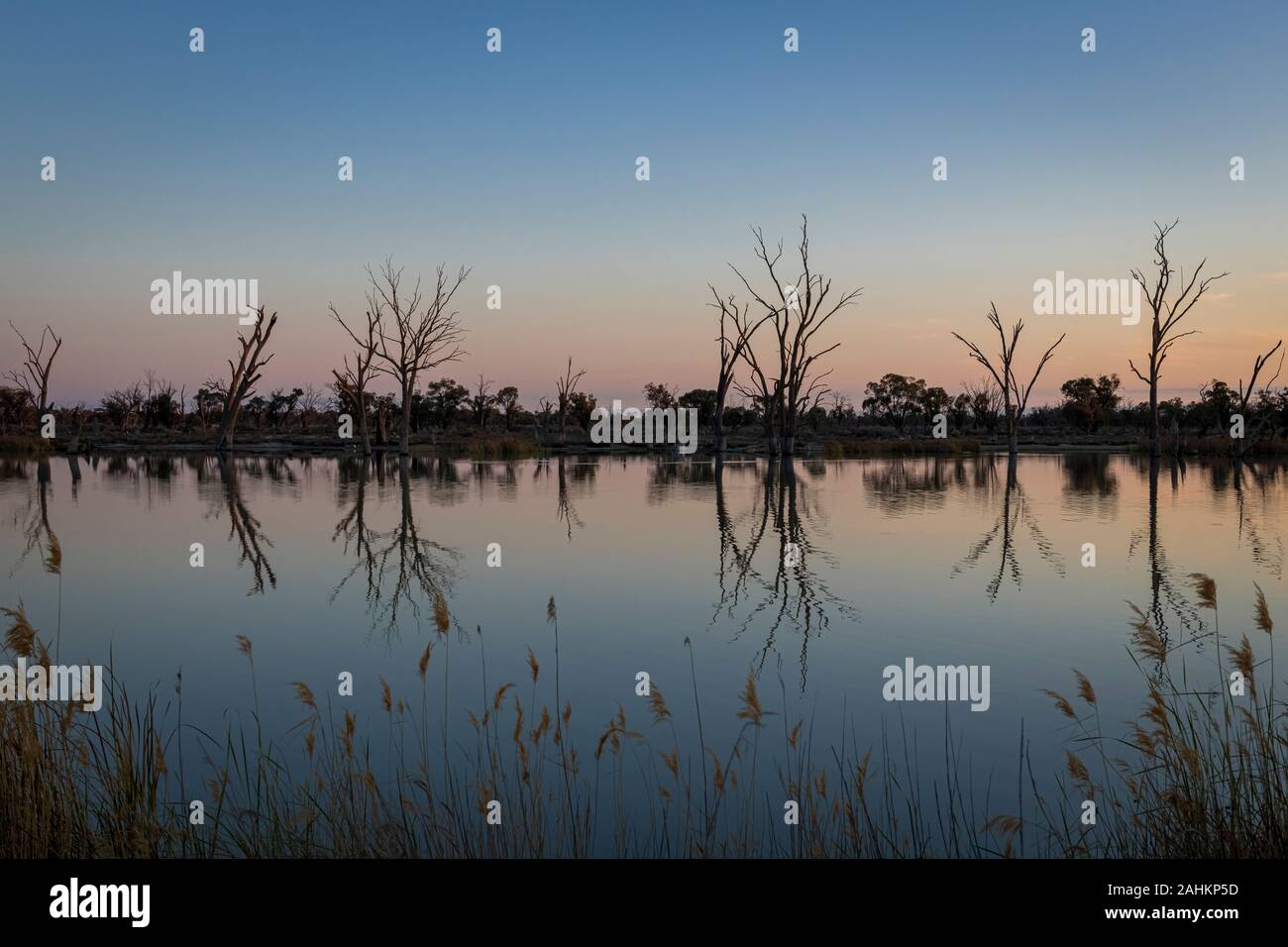Stark bare trees and reeds reflect in water along the Murray River at ...