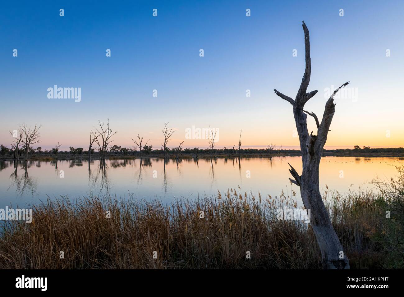 Stark bare trees and reeds reflect in water along the Murray River at ...